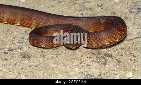 Andaman Pit Viper full body shot, Trimeresurus andersonii, Theobald ...