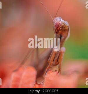 Praying mantis of orange and brown tones perched on a branch with ...