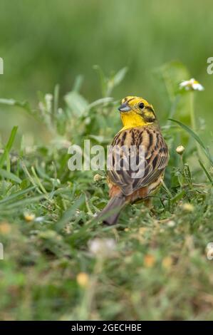 Male Yellowhammer in his breeding territory in the last light of day ...