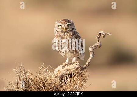 Little owl in his favorite watchtower with the last evening lights ...