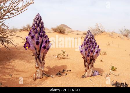 Violet Cistanche (Cistanche salsa) or Violet Broomrape parasitic plant ...