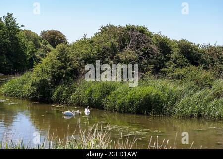 The little River Alver flowing through Alver Valley Country Park ...