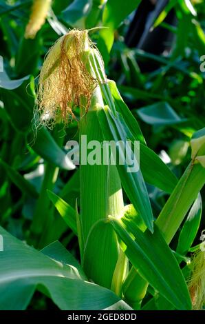 Sweet corn in the garden Stock Photo - Alamy