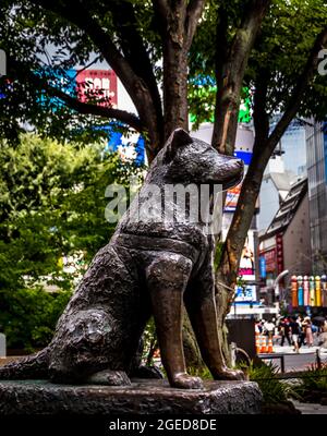 Hachiko statue outside Shibuya station, Tokyo, Japan Stock Photo - Alamy