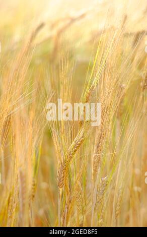 Close up of wheat in backlit field Stock Photo - Alamy