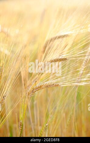 Close up of wheat in backlit field Stock Photo - Alamy