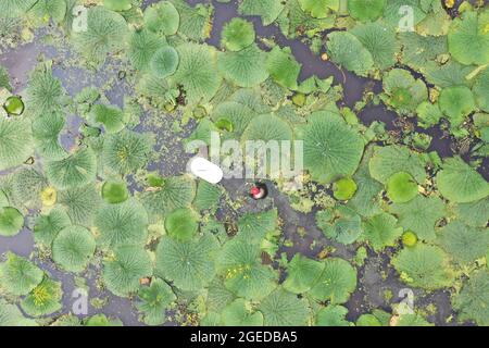 Farmers pick Qian Shi or gorgon fruit (Euryale ferox) at a Qianshi ...