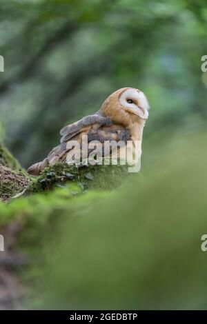The ruffled owl (Tyto alba Stock Photo - Alamy