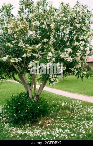 White oleander flowers blooming on green foliage with soft natural ...
