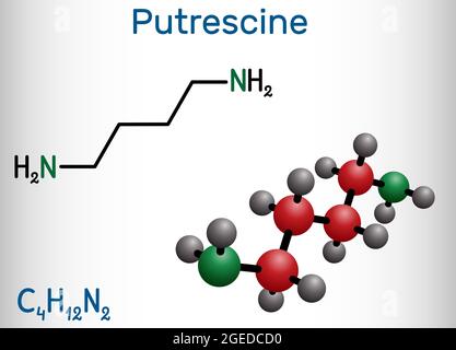 Putrescine molecule. It is toxic diamine, it belongs to the group of ...
