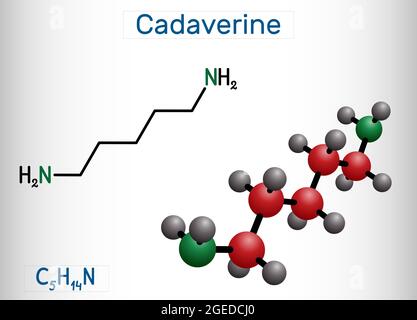 Cadaverine, pentamethylenediamine molecule. It is foul-smelling diamine ...