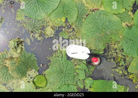 Farmers pick Qian Shi or gorgon fruit (Euryale ferox) at a Qianshi ...