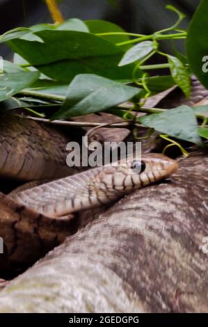 A snake in a log hide Stock Photo - Alamy