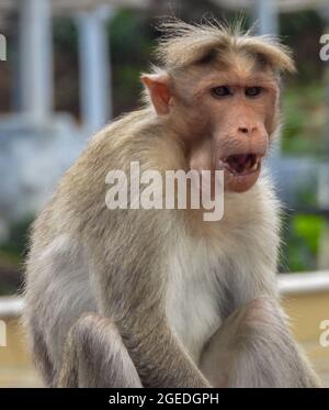 A closeup shot of a fluffy macaque on the light-grown background Stock ...