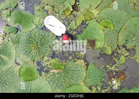 Farmers pick Qian Shi or gorgon fruit (Euryale ferox) at a Qianshi ...