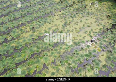 Farmers pick Qian Shi or gorgon fruit (Euryale ferox) at a Qianshi ...