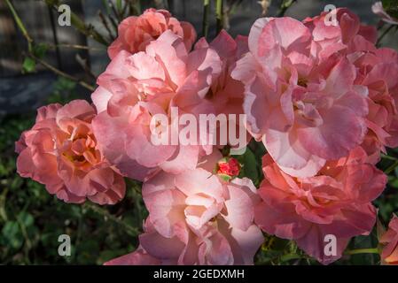 Rose Felicia, a shrub rose noted for its long flowering season, England ...
