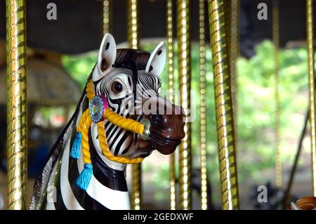 Zebra, carousel animal, goes round and round at an amusement park ...