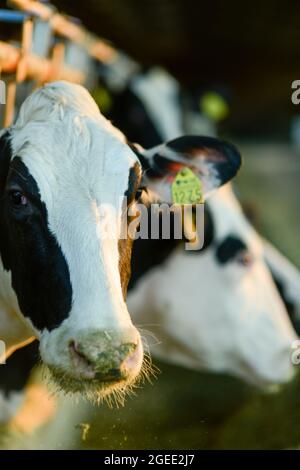 Vertical shot of a herd of Holstein breed cows on the farm Stock Photo ...