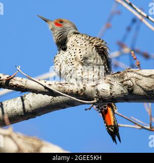 Beautiful Northern Flicker tail feathers observed trailside in Zion ...