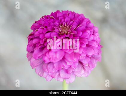 Shallow focus shot of a pink dahlia flower Stock Photo - Alamy