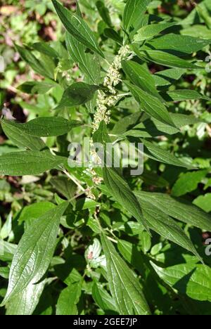 eastern pellitory-of-the-wall, upright pellitory, Aufrechtes Glaskraut ...