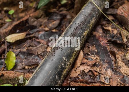 ants street in malaysia in the taman negara national park Stock Photo ...