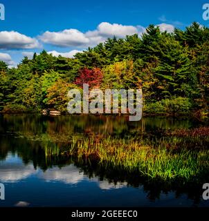 beautiful reflective surface of frog pond ,on a sunny autumn day Stock ...
