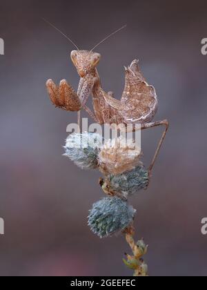 Closeup of the Ameles spallanzania, common name European dwarf mantis ...