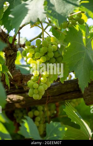 Bunches of white wine trebbiano grapes ripening in sunlights on ...