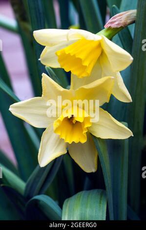 Narcissus / Daffodil ‘Pipit’ Division 7 jonquilla Daffodils reverse ...