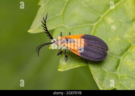 Net-winged Beetle (Caenia dimidiata Stock Photo - Alamy