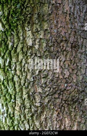 Buxus sempervirens bark Stock Photo - Alamy