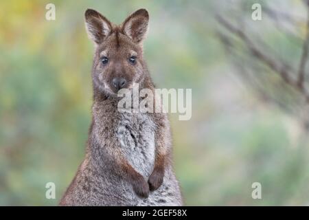 Wallaby on the Meehan Ranges of Tasmania, Australia Stock Photo - Alamy