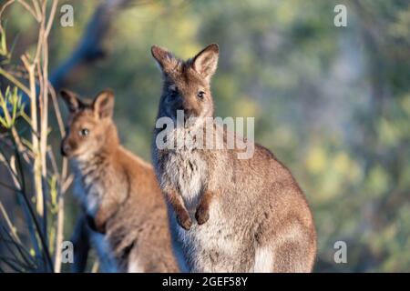 Wallaby on the Meehan Ranges of Tasmania, Australia Stock Photo - Alamy