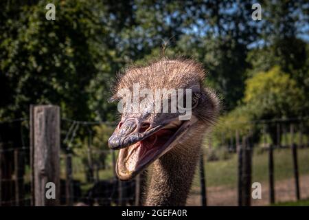 Closeup shot of a cute ostrich staring at the camera in a zoo Stock ...