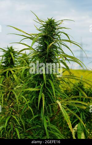 Fruit stand of a hemp plant Stock Photo - Alamy