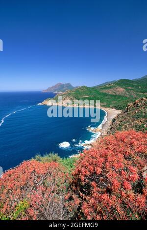 FRANCE. NORTHERN-CORSICA (2B) PORTO. THE BEACH OF CASPIO Stock Photo ...