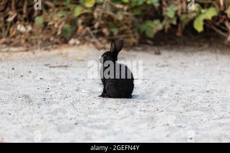 Black rabbit sitting on sand besides a green lawn with clover Stock ...