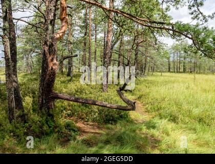 summer landscape from the bog, bog after rain, wet wooden footbridges ...