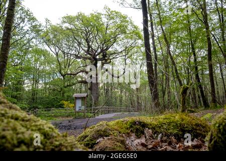 Broceliande Forest, Paimpont Forest (Brittany, north western France ...