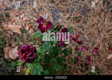 Faded roses in garden. Burgundy roses on background of wooden log house ...