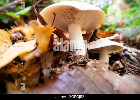 Photographic representation of mushrooms produced in autumn from the ...