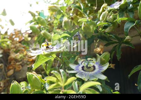 Closeup of the blossomed beautiful unique blue crown passion flower in ...