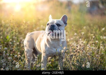 Cute bulldog in the field among plants and flowers Stock Photo - Alamy