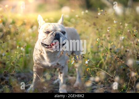 Cute bulldog in the field among plants and flowers Stock Photo - Alamy