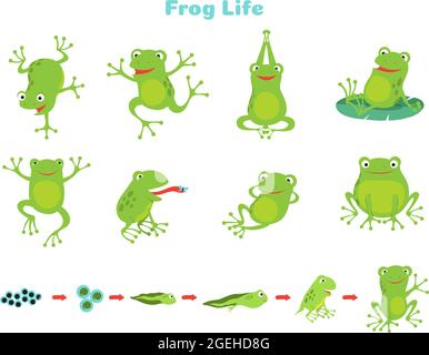 Frog life cycle, wildlife. Tadpole, froglet, polliwog metamorphosis. Wild water animals ...