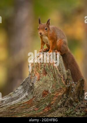 Red wild squirrel in a coniferous forest in Ukraine in the city of ...