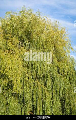 Weeping willow tree or Babylon willow (Salix Babylonica) on a shore of ...