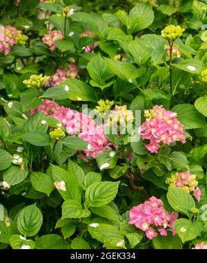 Dynamic Hydrangea macrophylla - Elbtal in full bloom Stock Photo - Alamy